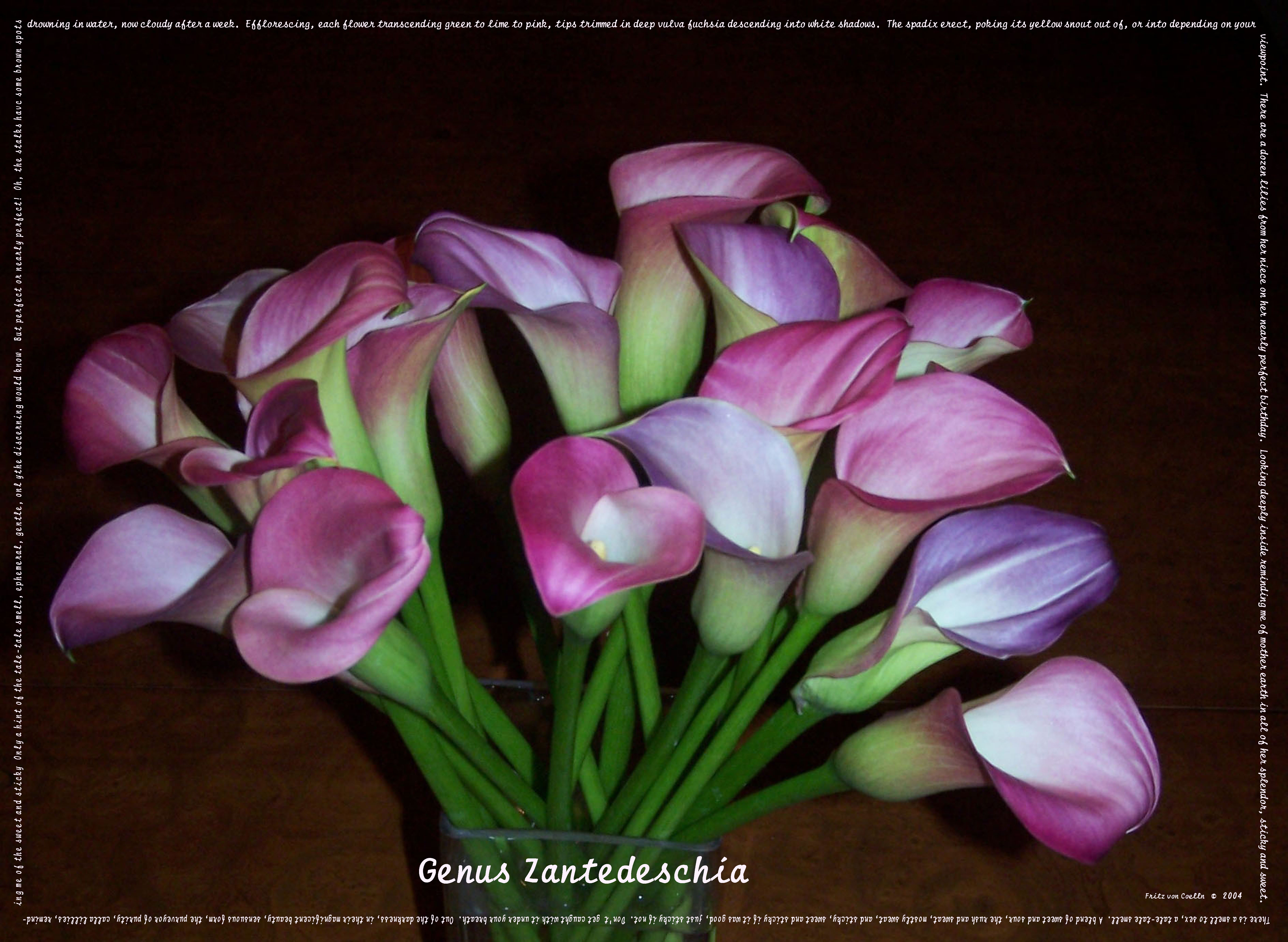 Genus Zantedeschia – Welcome to the World of Fritz von Coelln